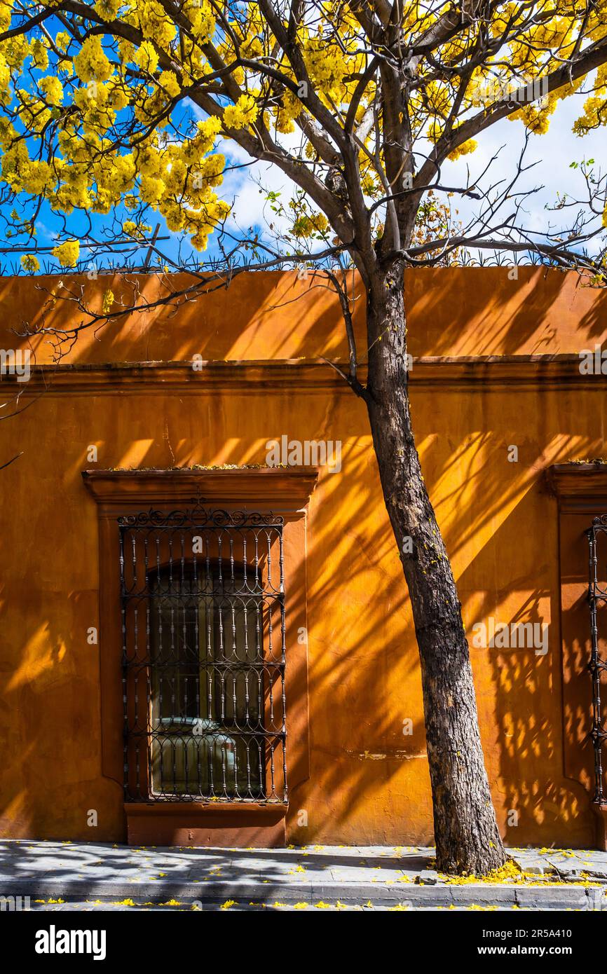 Orange building and yellow tree in Oaxaca, Mexico Stock Photo - Alamy