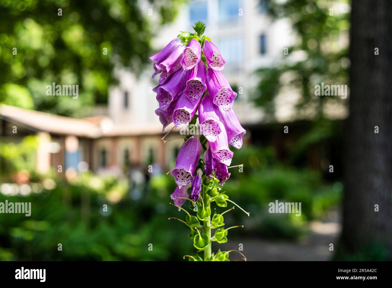 Digitalis purpurea or foxglove, poisonous species of flowering plant ...