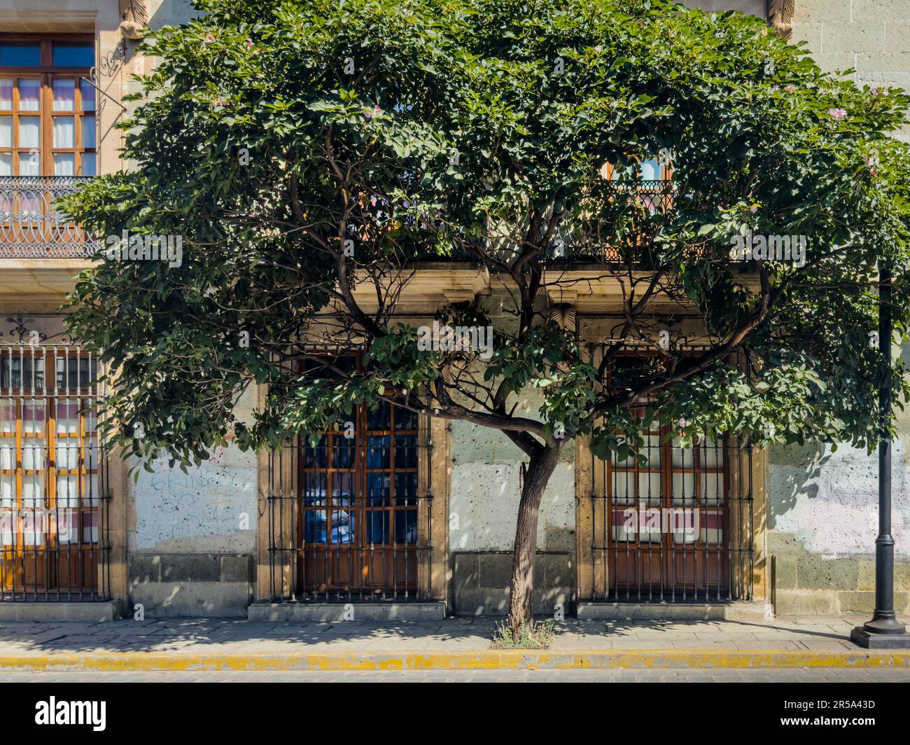 Rough cantera building and tree in colonial town of Oaxaca, Mexico ...