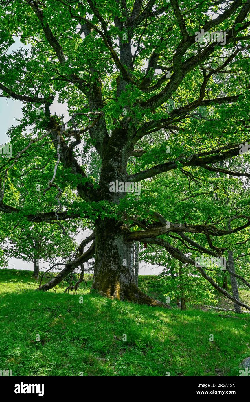 A big old oak in naturereserv Lekeberg Sweden Stock Photo - Alamy