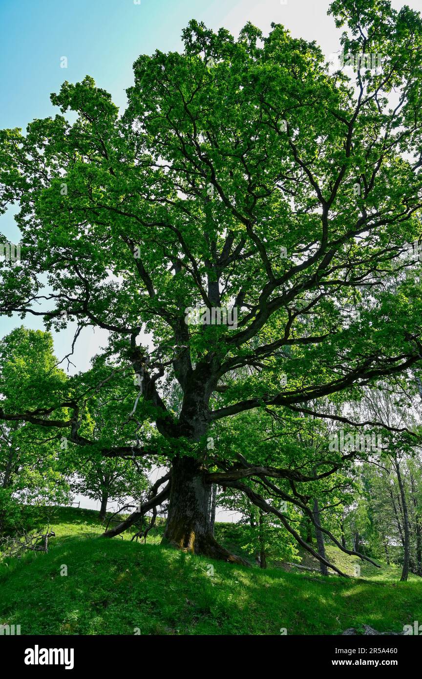 A big old oak in naturereserv Lekeberg Sweden Stock Photo - Alamy