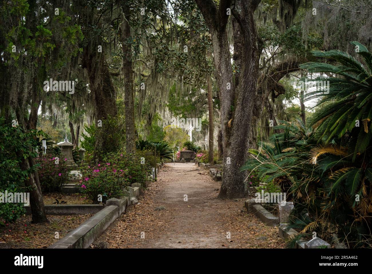 Peaceful cemetery path lined hi-res stock photography and images - Alamy