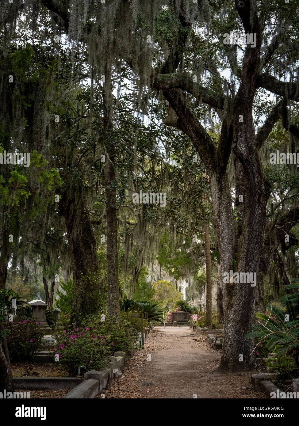 Tree-lined path in Bonaventure Cemetery in Savannah Stock Photo - Alamy