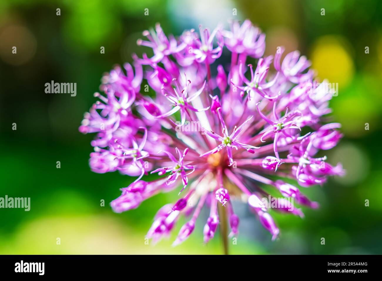 Allium stipitatum Purple Rain is a bulbous herbaceous perennial plant ...