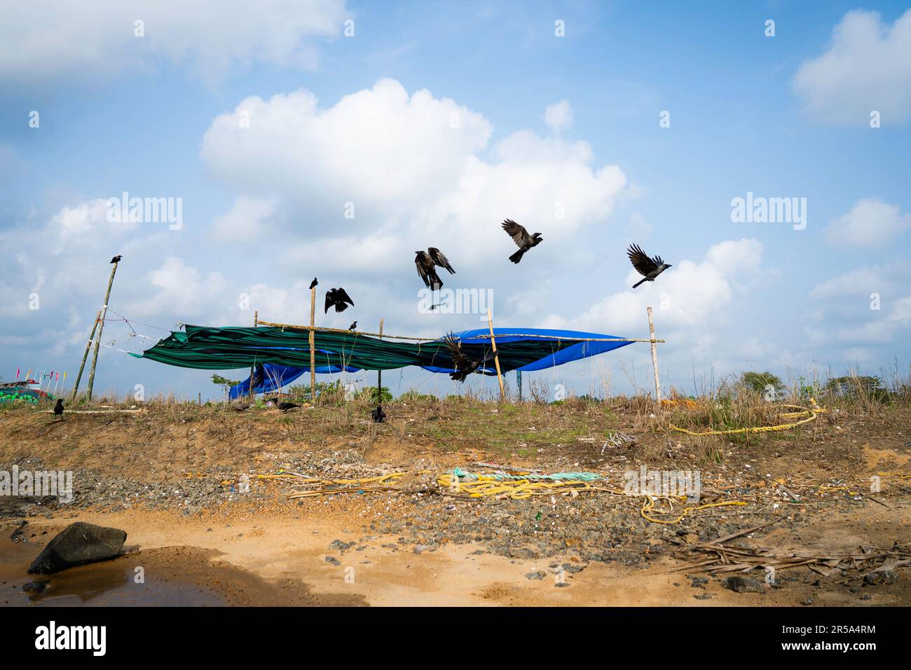 Blue and white crow hi-res stock photography and images - Alamy