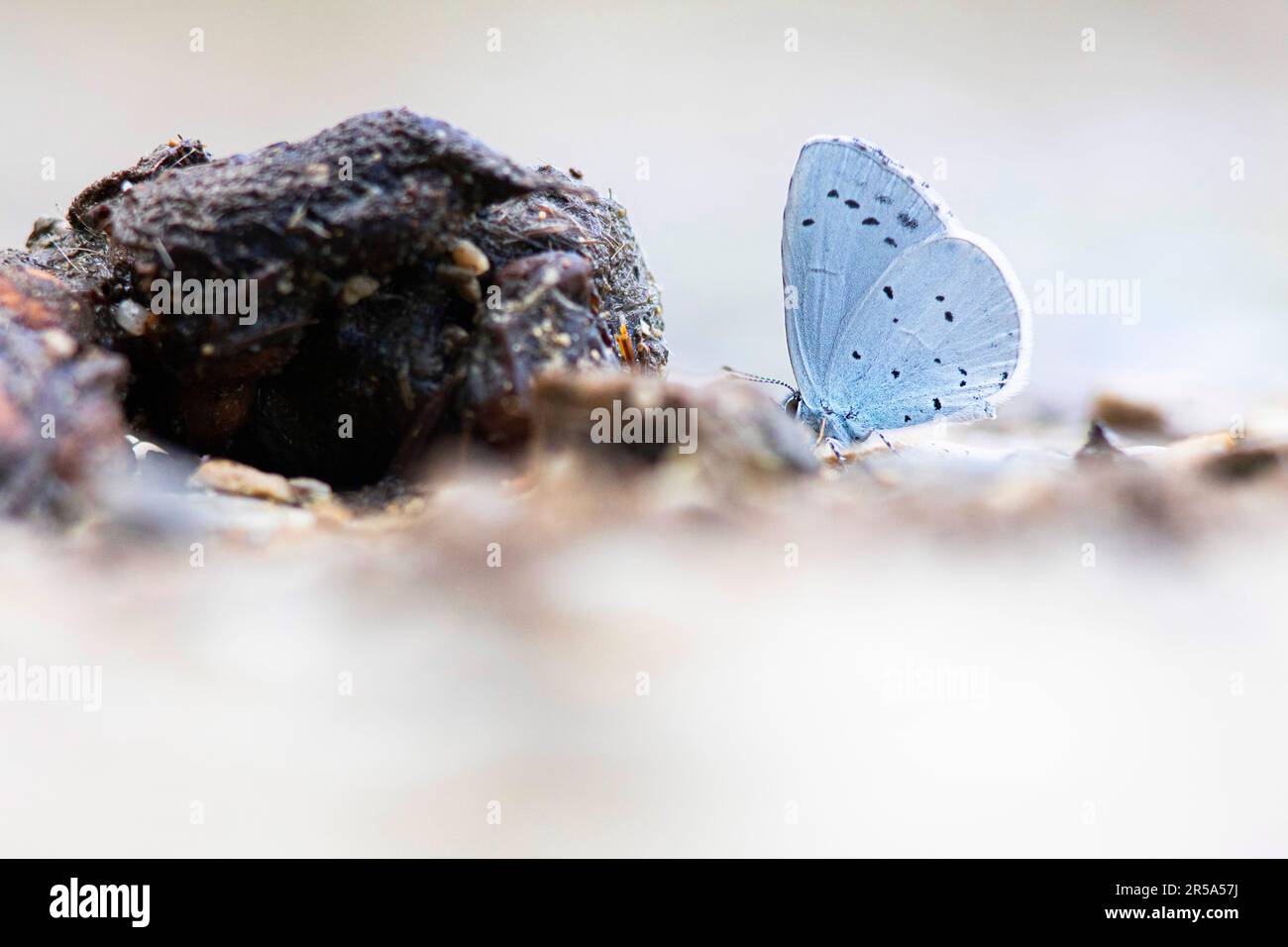 Pile of feces hi-res stock photography and images - Alamy