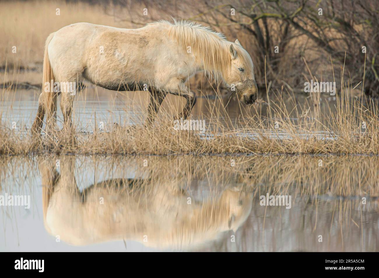 M jagen hi-res stock photography and images - Alamy