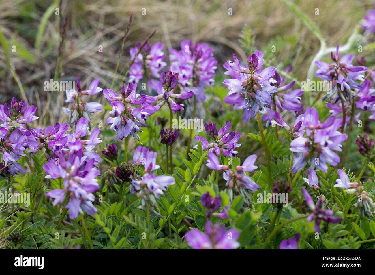 Alpine milk-vetch (Astragalus alpinus), blooming, Scandinavia Stock ...