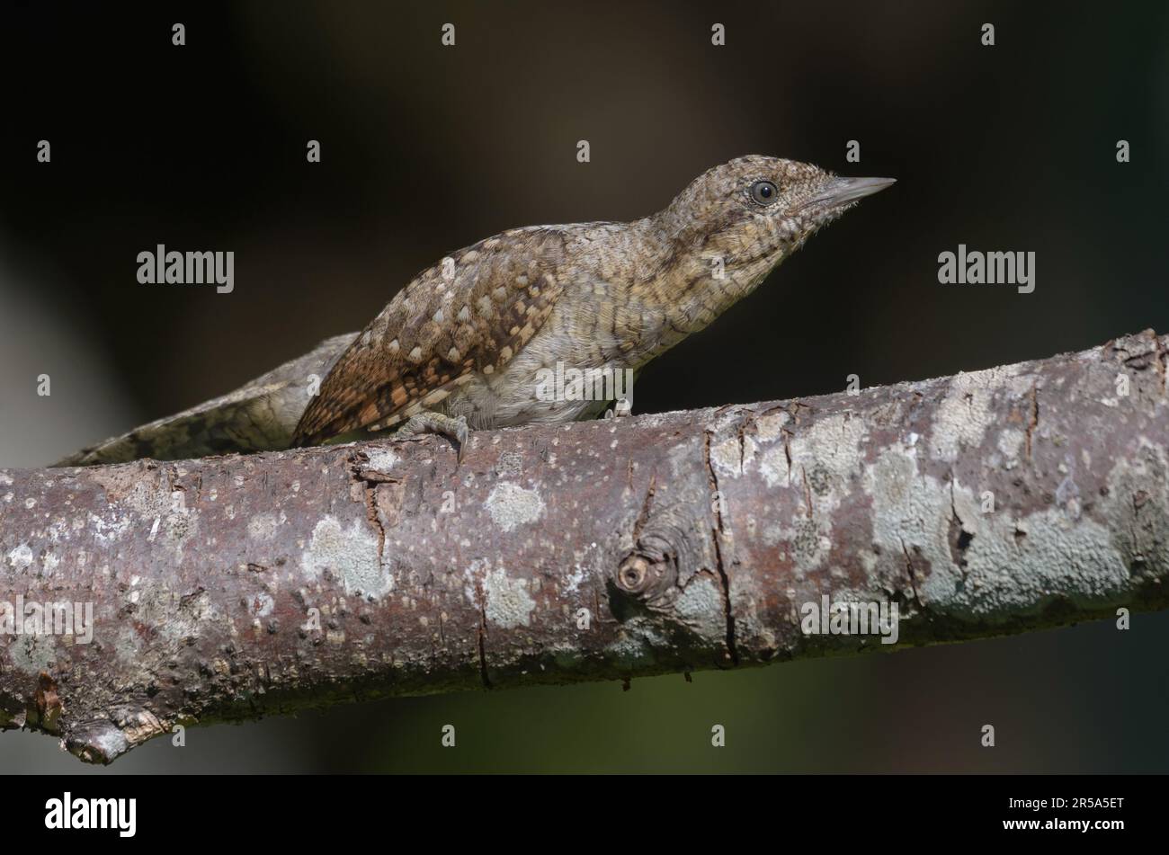 Secretive Eurasian wryneck (jynx torquilla) sitting low on an old ...