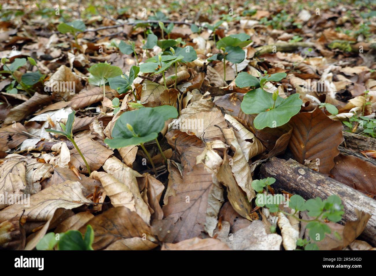 common beech (Fagus sylvatica), seedlings in a forest, Germany, Lower ...