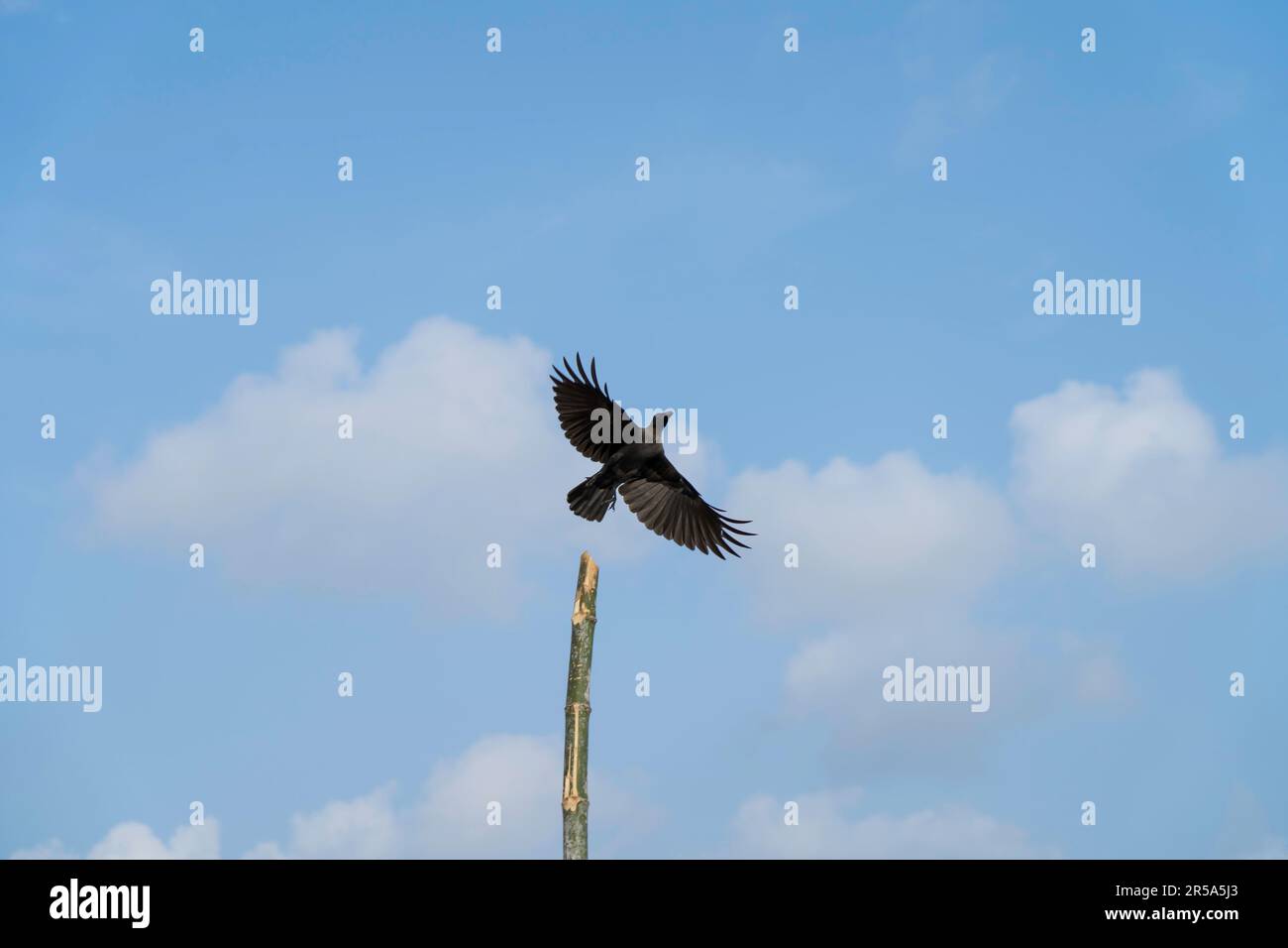 crow flying on against blue sky Stock Photo - Alamy