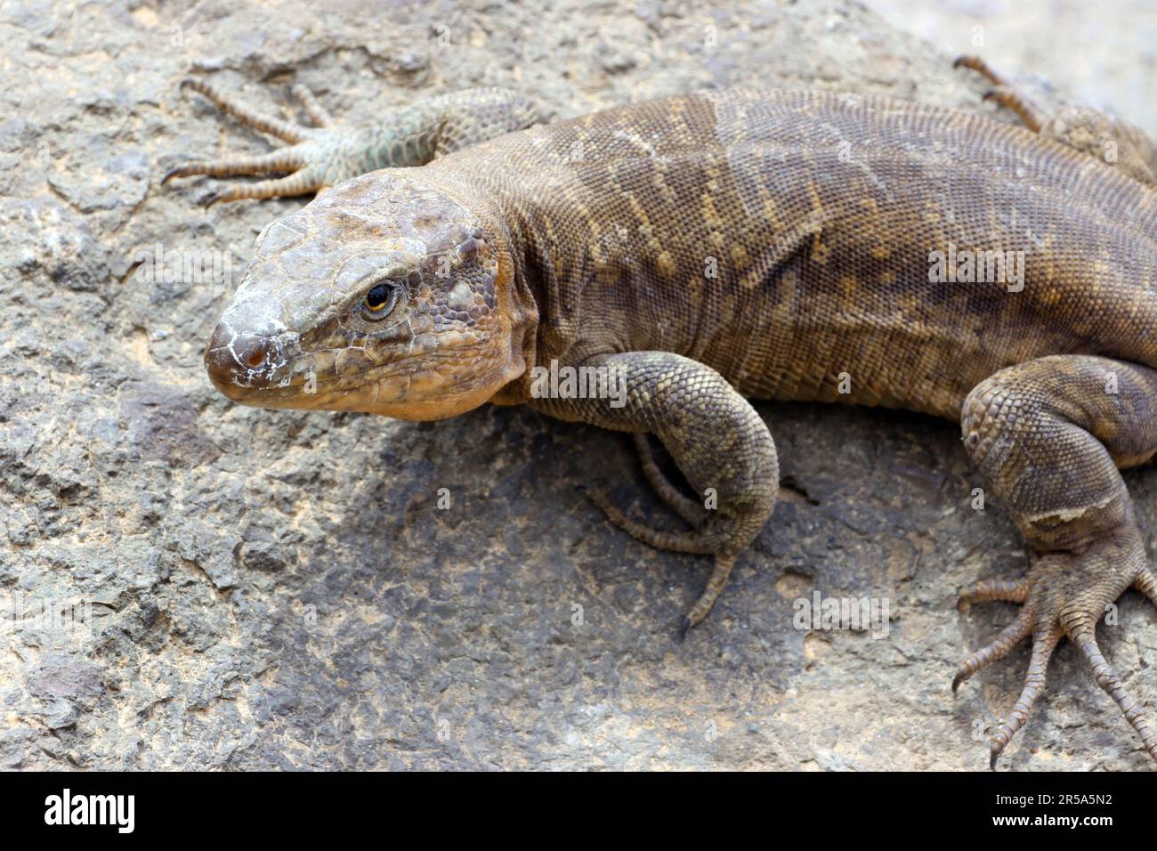 Giant Canary Island Lizard (Gallotia stehlini), portrait, Canary ...