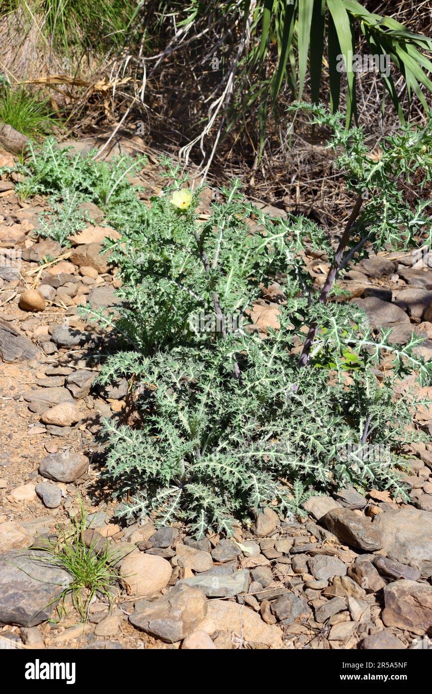 Mexican pricklepoppy, prickly poppy, Devil's fig, Devils fig, Mexican ...