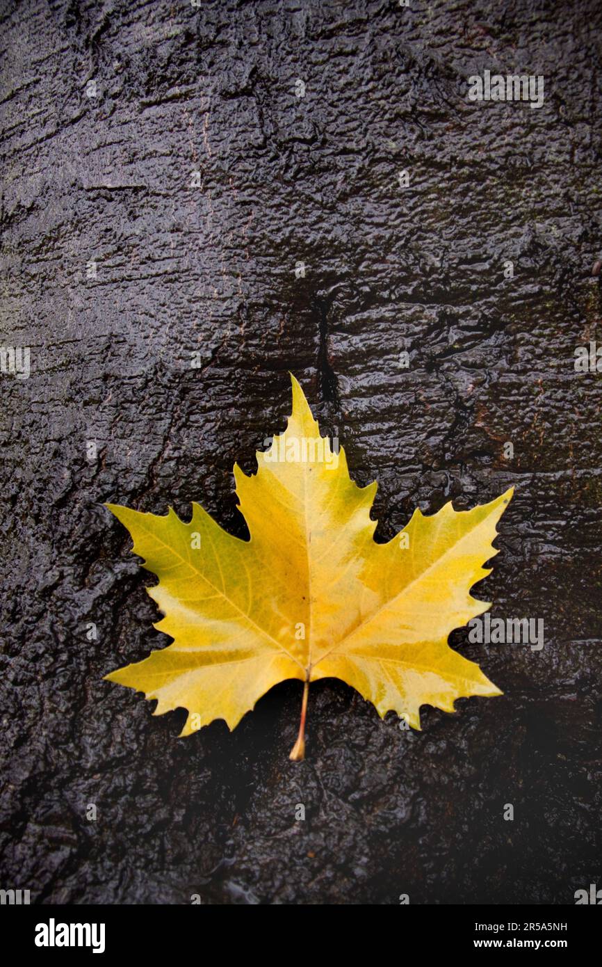 European plane, maple-leaved plane, London plane, London planetree ...