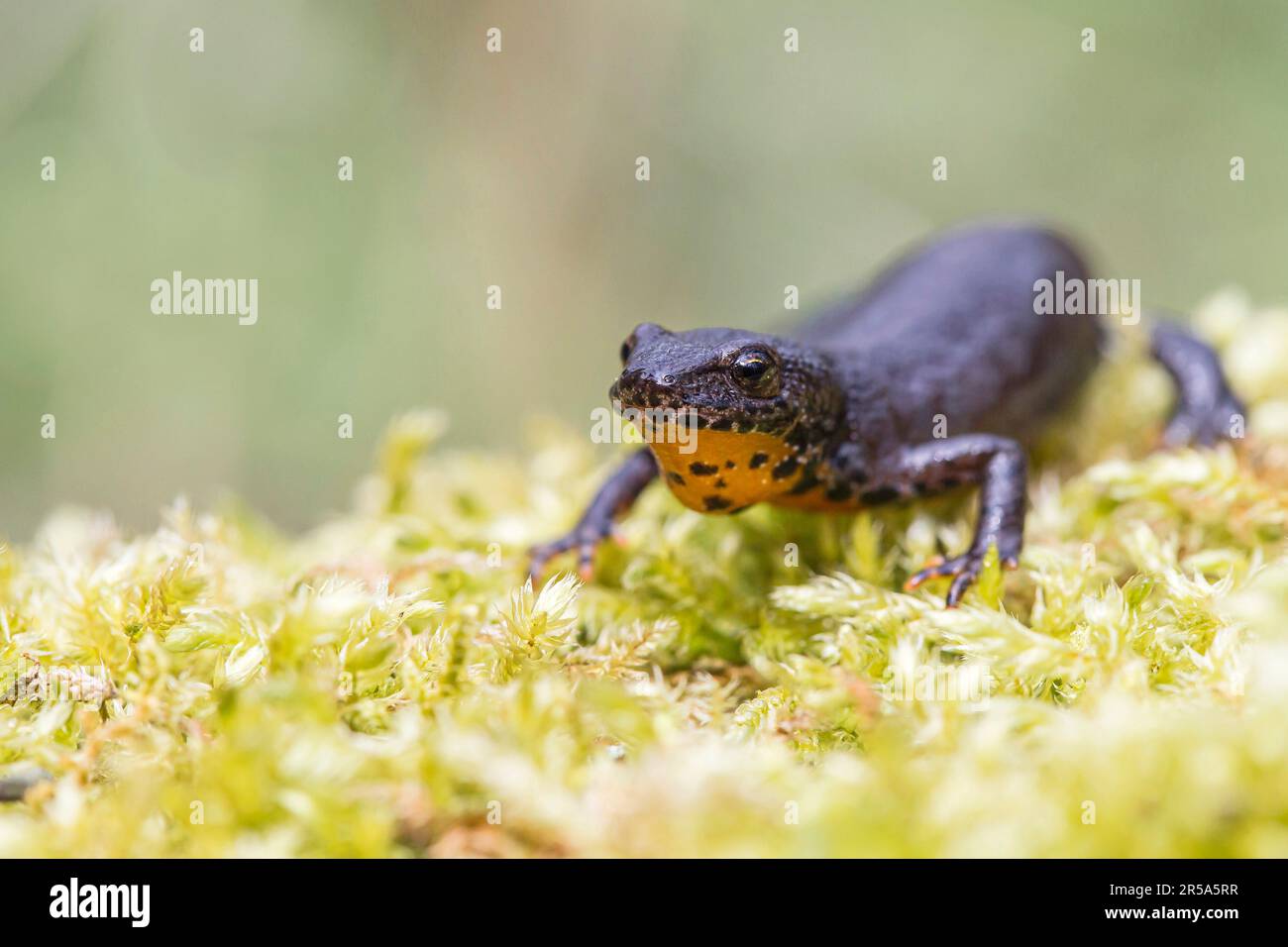 alpine newt (Triturus alpestris, Ichthyosaura alpestris, Mesotriton ...