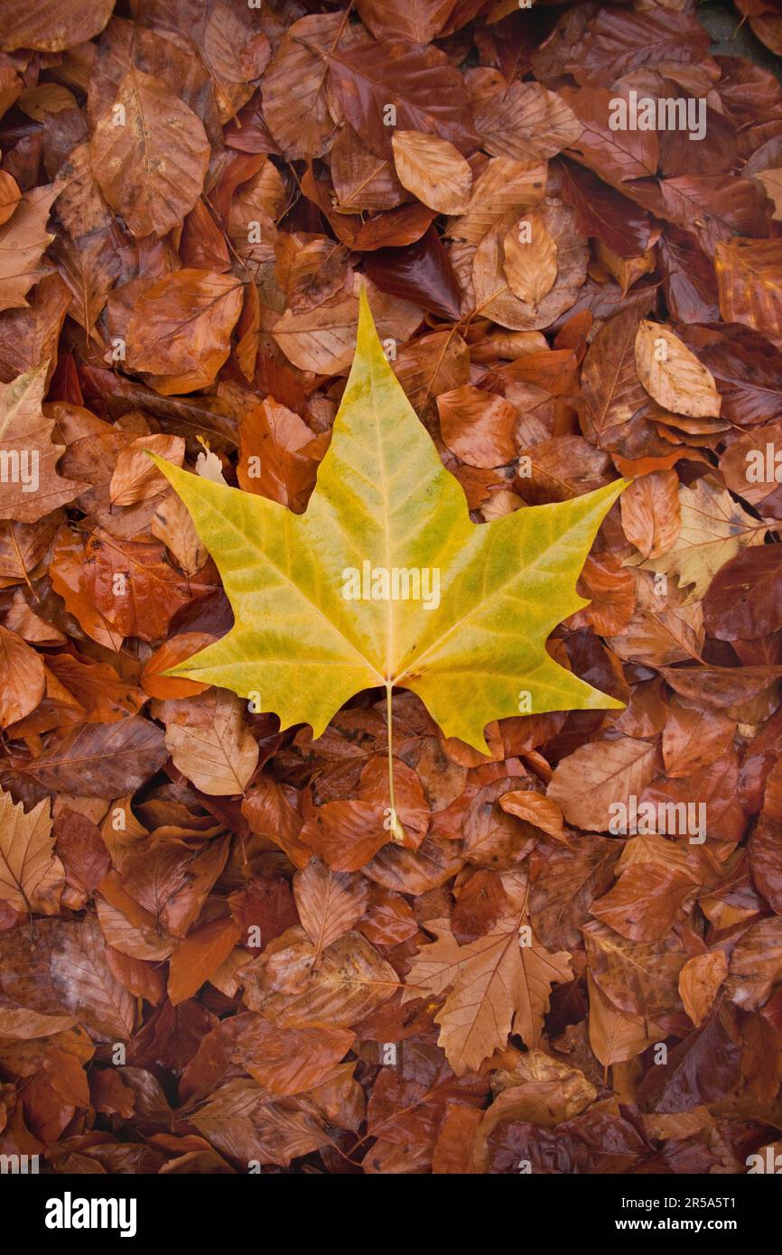 European plane, maple-leaved plane, London plane, London planetree ...