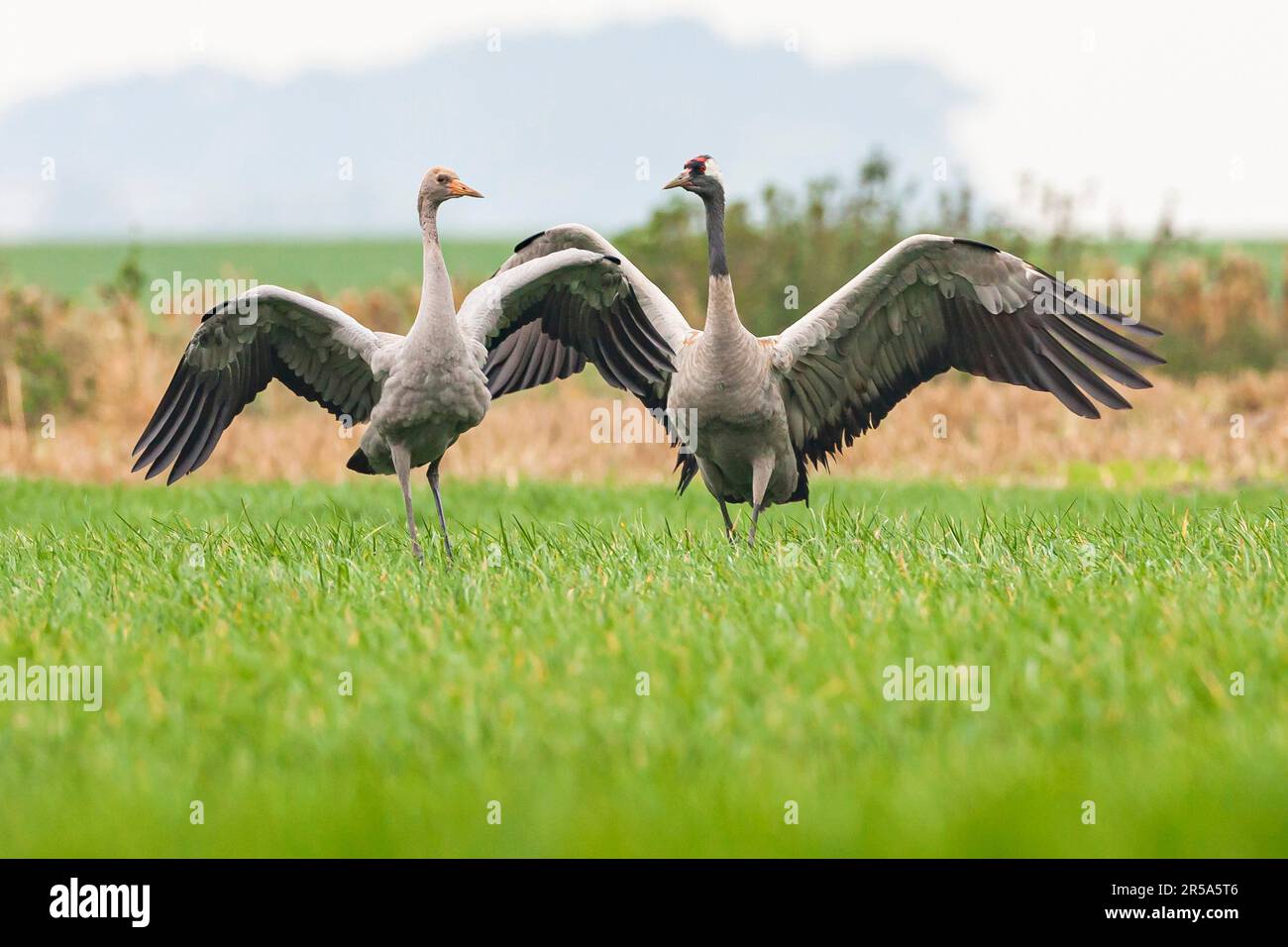 M jagen hi-res stock photography and images - Alamy