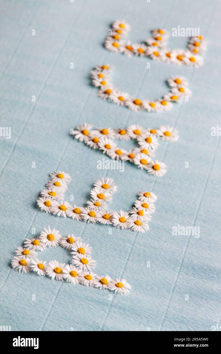 common daisy, lawn daisy, English daisy (Bellis perennis), the word ...