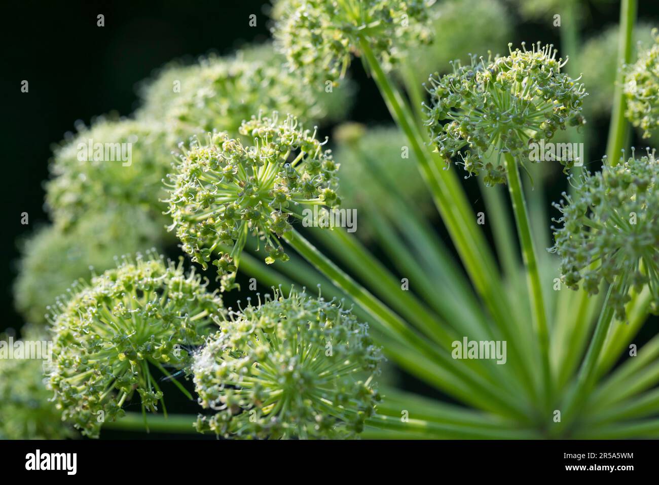 Garden angelica (Angelica archangelica), blooming, detail of umbellifer ...