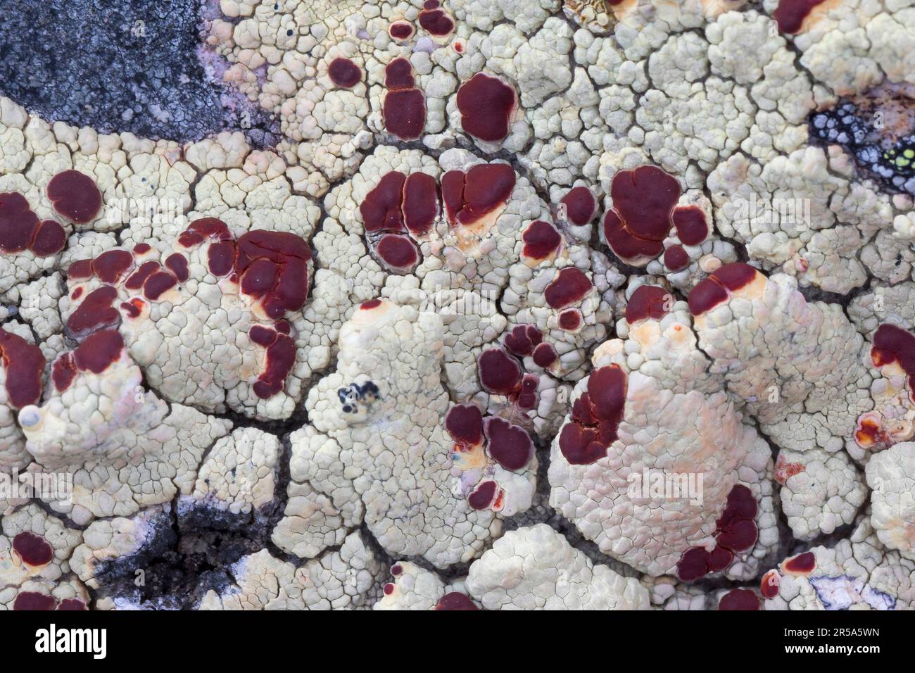 crustose lichen (Ophioparma ventosa oder Ophioparma lapponica), on a ...