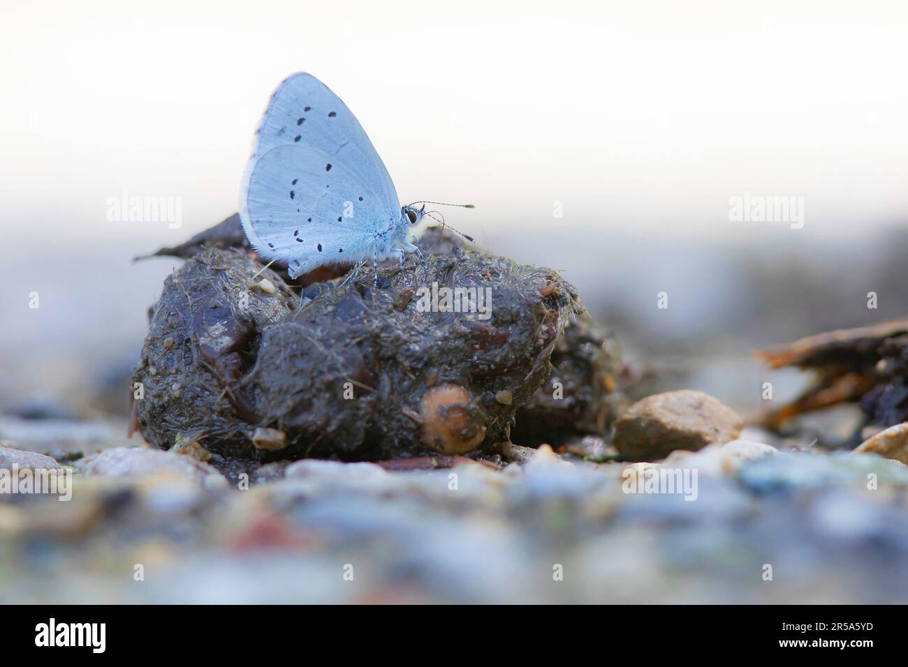 Animal excrement hi-res stock photography and images - Alamy