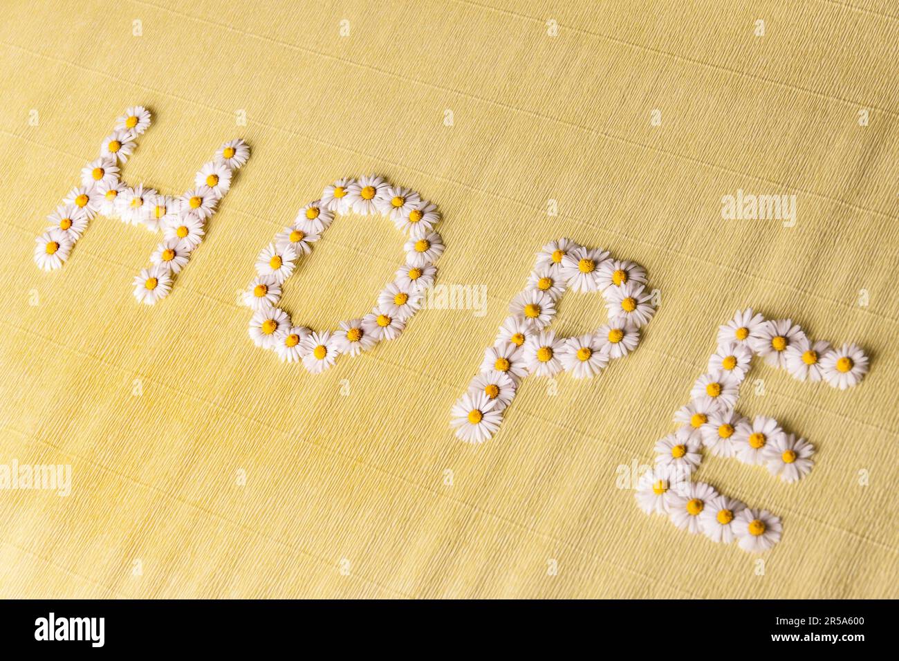 common daisy, lawn daisy, English daisy (Bellis perennis), the word ...