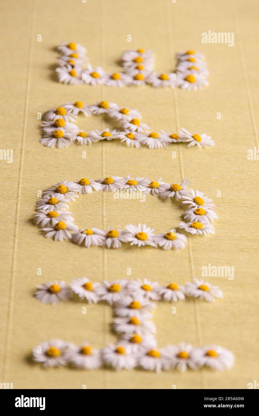 common daisy, lawn daisy, English daisy (Bellis perennis), the word ...