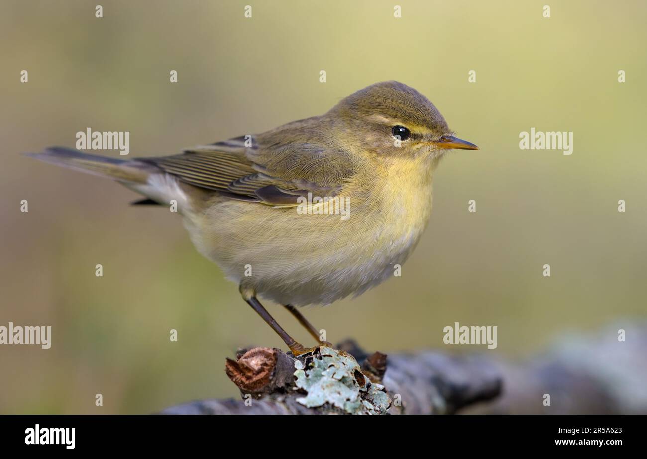 Common Chiffchaff