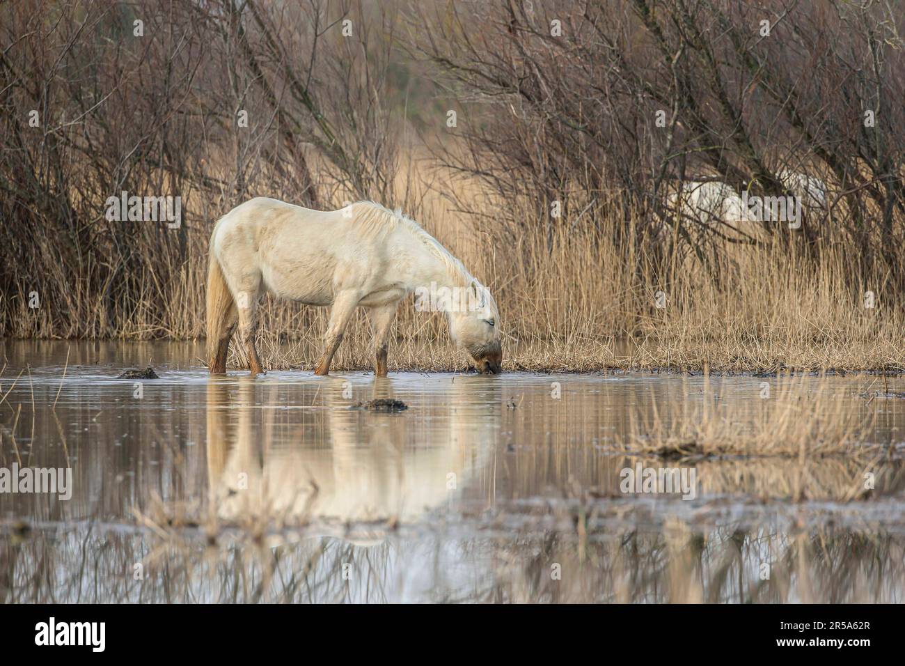 Camargue horse (Equus przewalskii f. caballus), drinking in a marsh ...