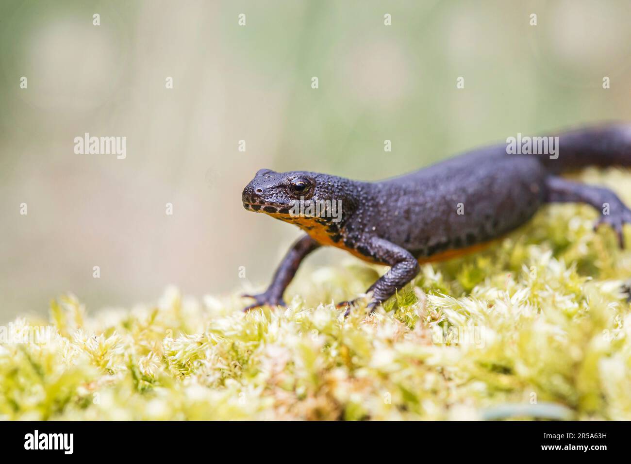 Alpine moss hi-res stock photography and images - Alamy