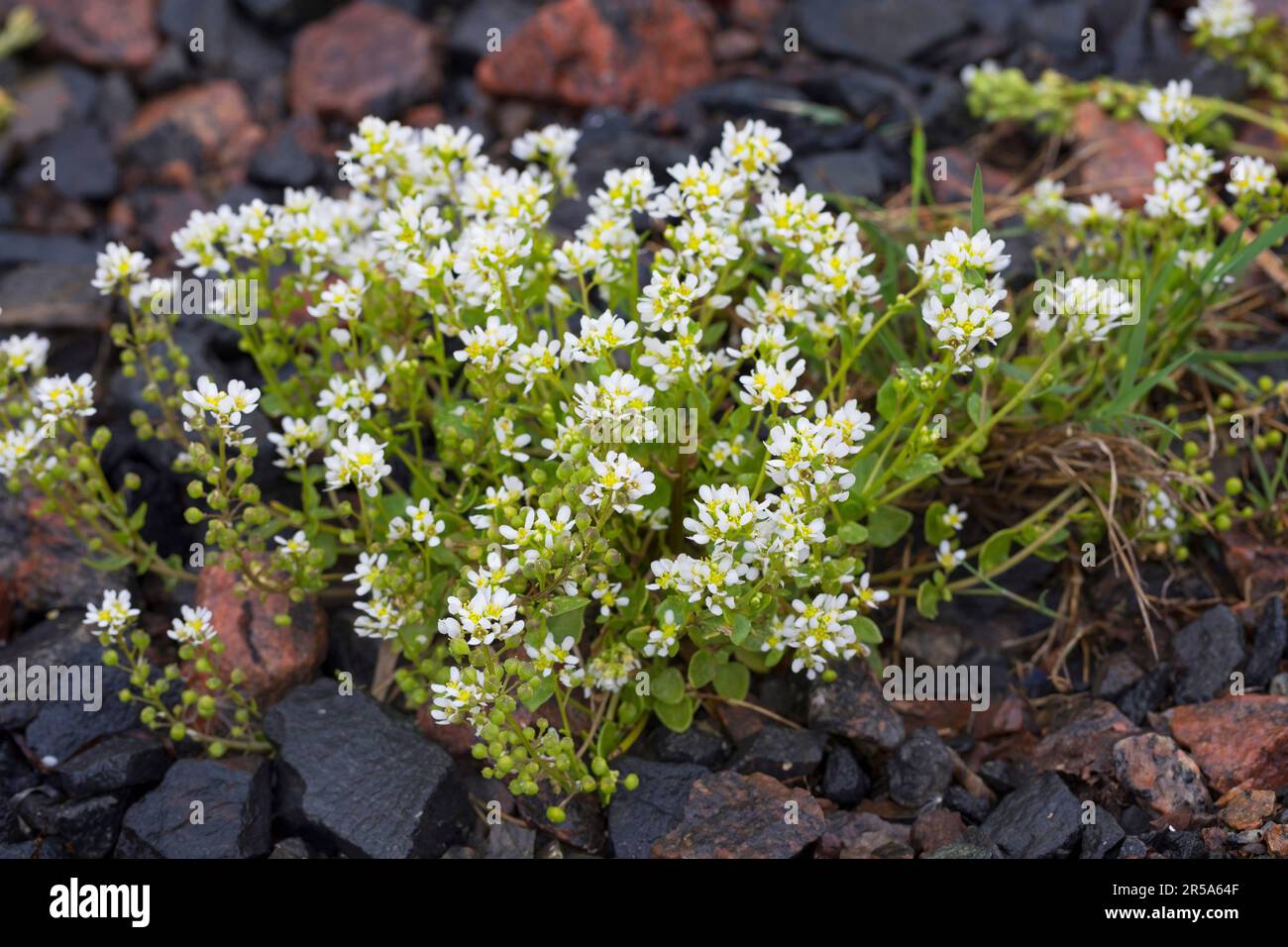 common scurvy grass (Cochlearia officinalis), blooming, Sweden Stock ...