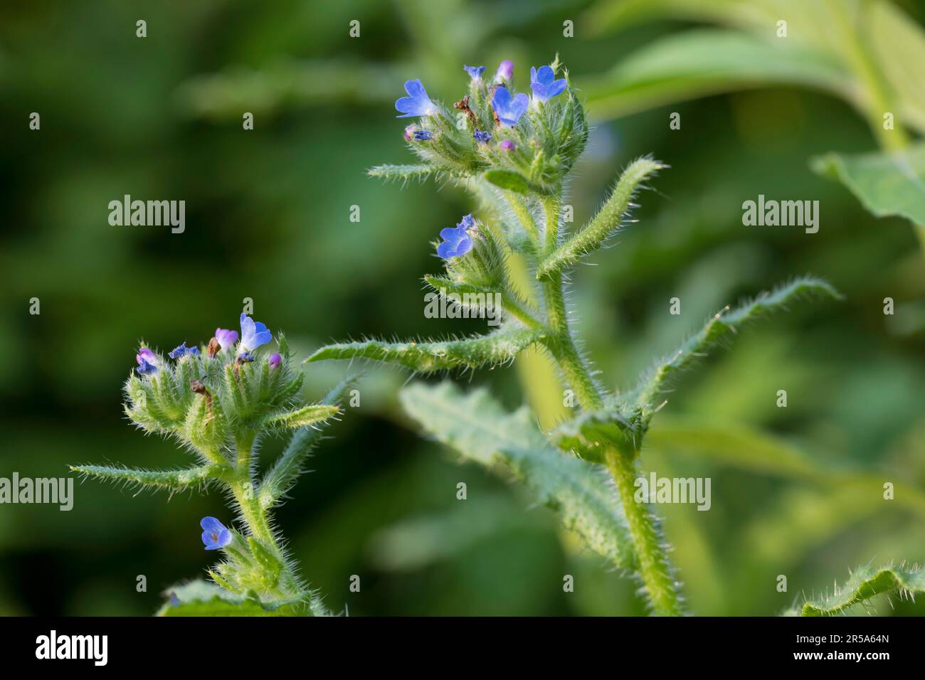 Annual buglosses hi-res stock photography and images - Alamy