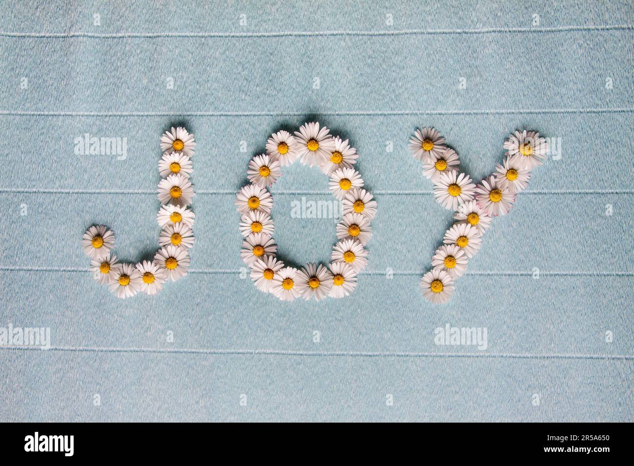 common daisy, lawn daisy, English daisy (Bellis perennis), the word joy ...