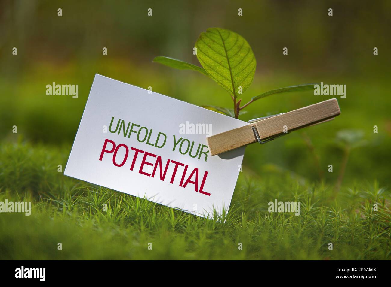Potential plants hi-res stock photography and images - Alamy