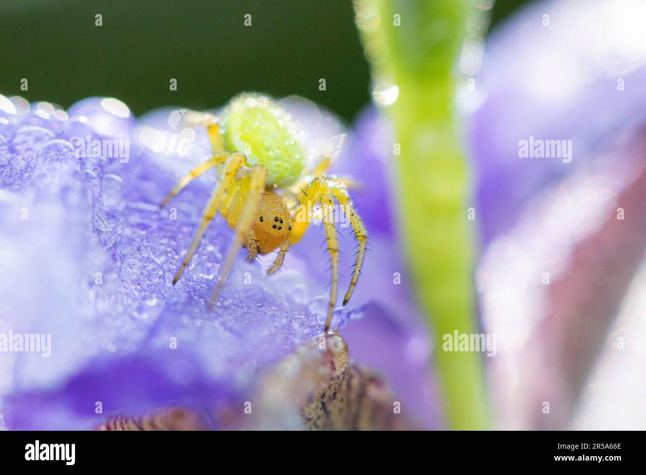 gourd spider, pumpkin spider (Araniella spec.), sitting covered with ...