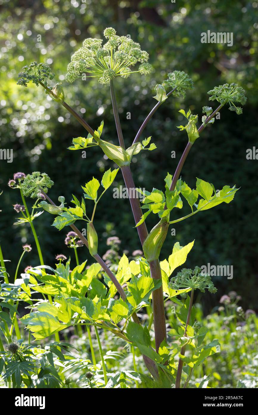 Garden angelica (Angelica archangelica), blooming, Germany Stock Photo ...