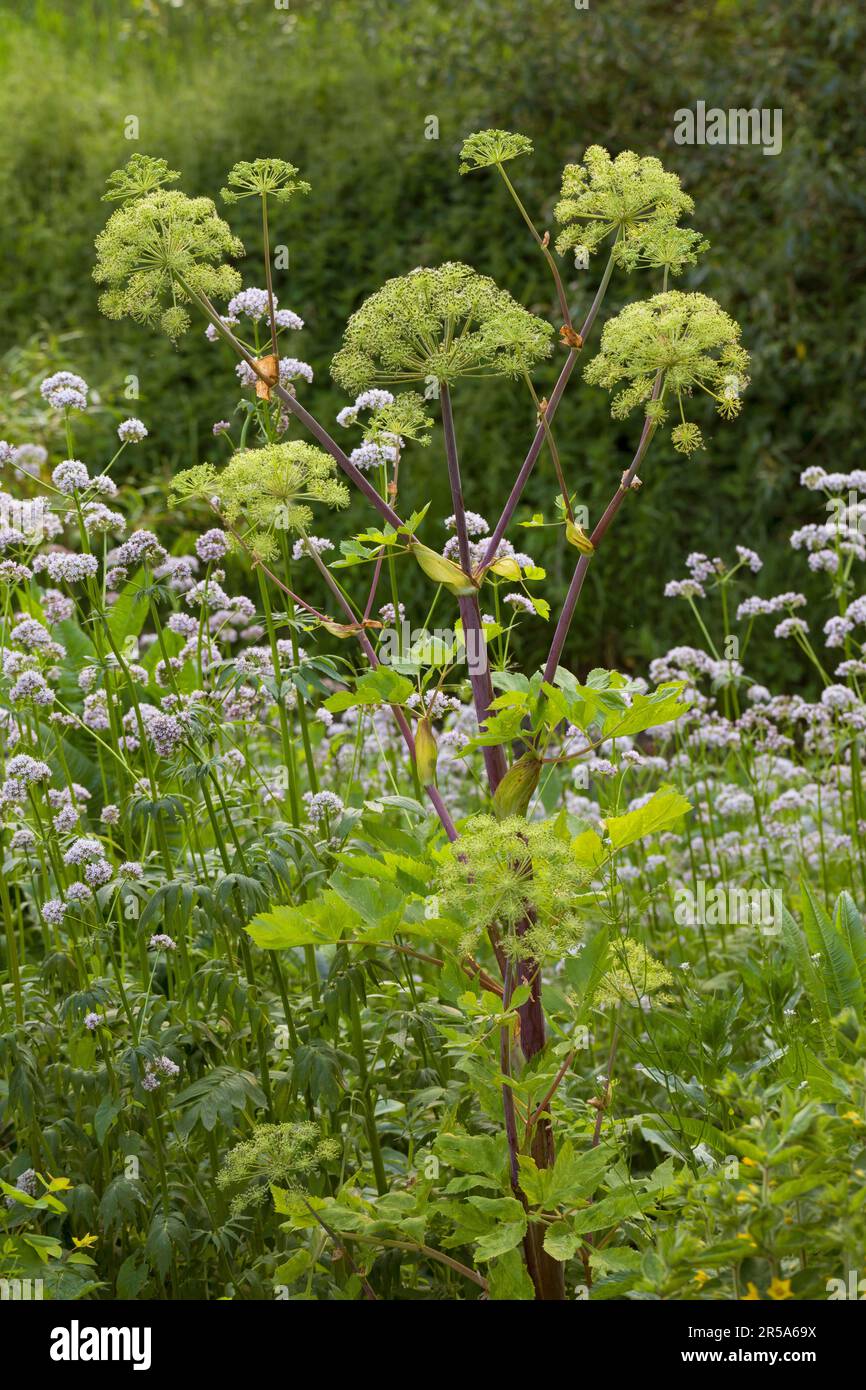 Garden angelica (Angelica archangelica), blooming, Germany Stock Photo ...