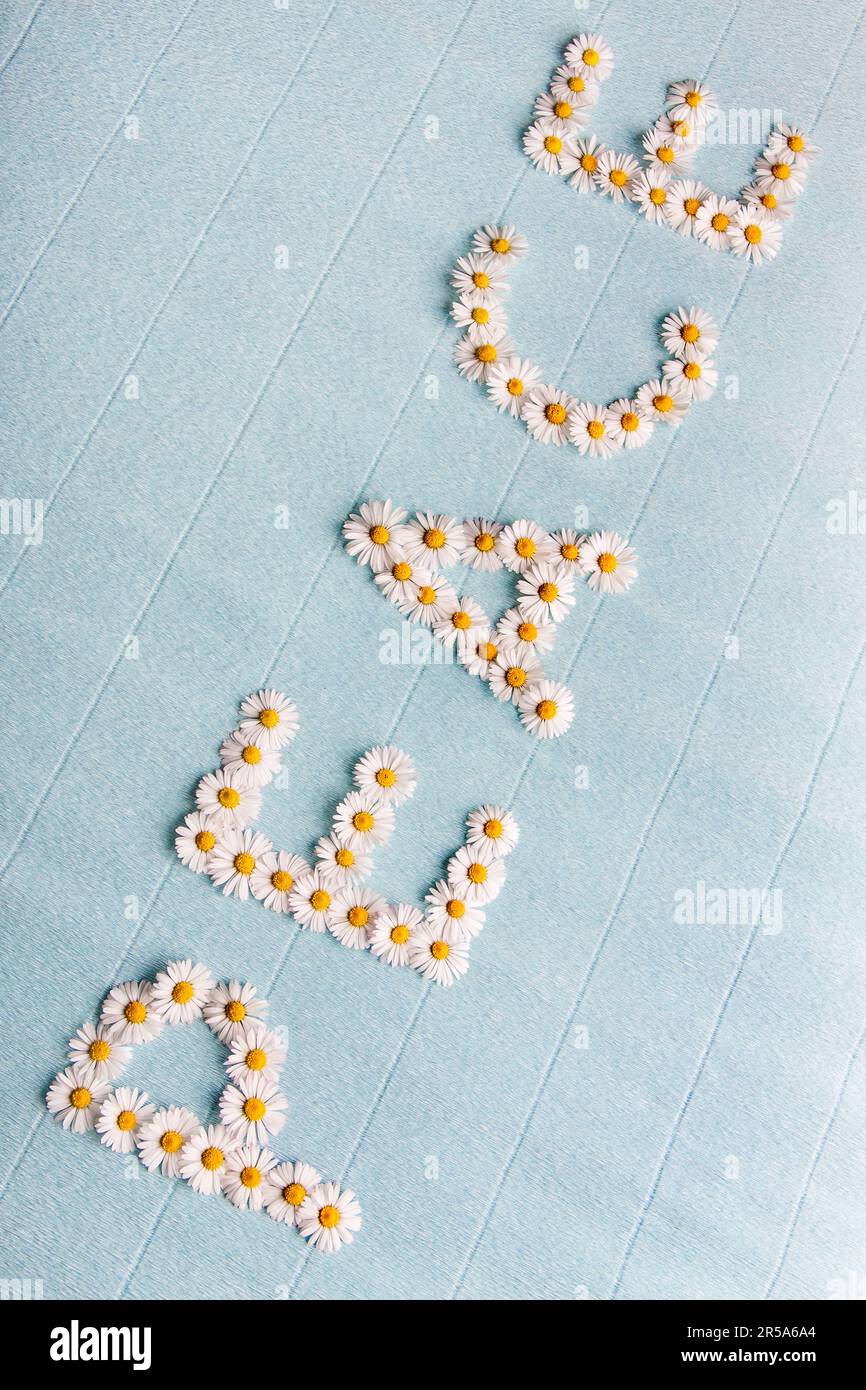 common daisy, lawn daisy, English daisy (Bellis perennis), the word ...