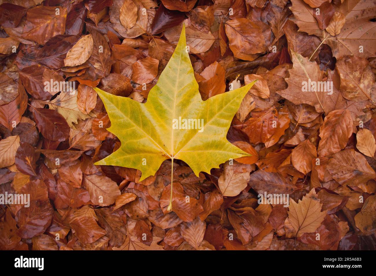 European plane, maple-leaved plane, London plane, London planetree ...