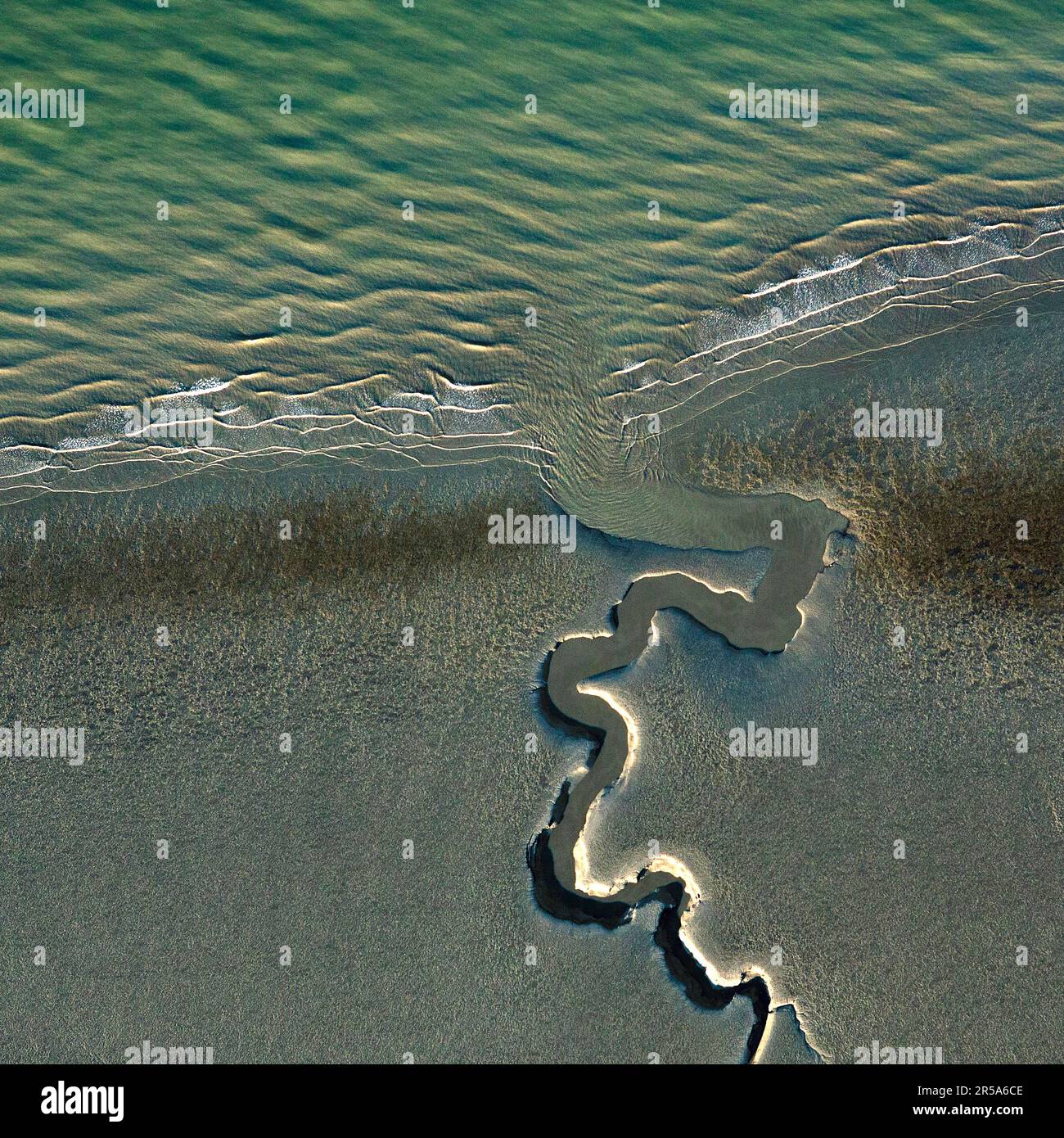 Mudflats feeder hi-res stock photography and images - Alamy