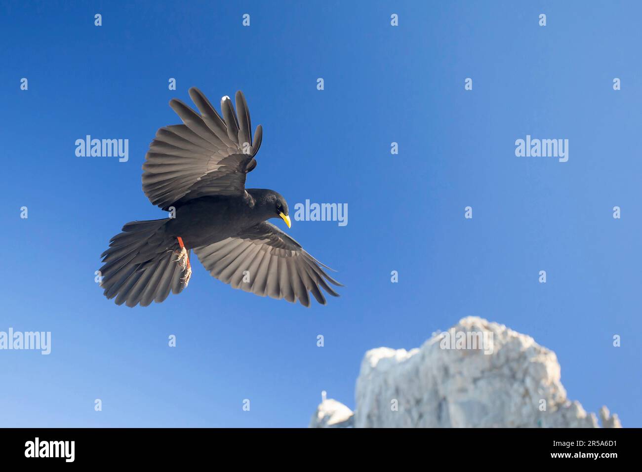 alpine chough (Pyrrhocorax graculus), in flight, view from below ...