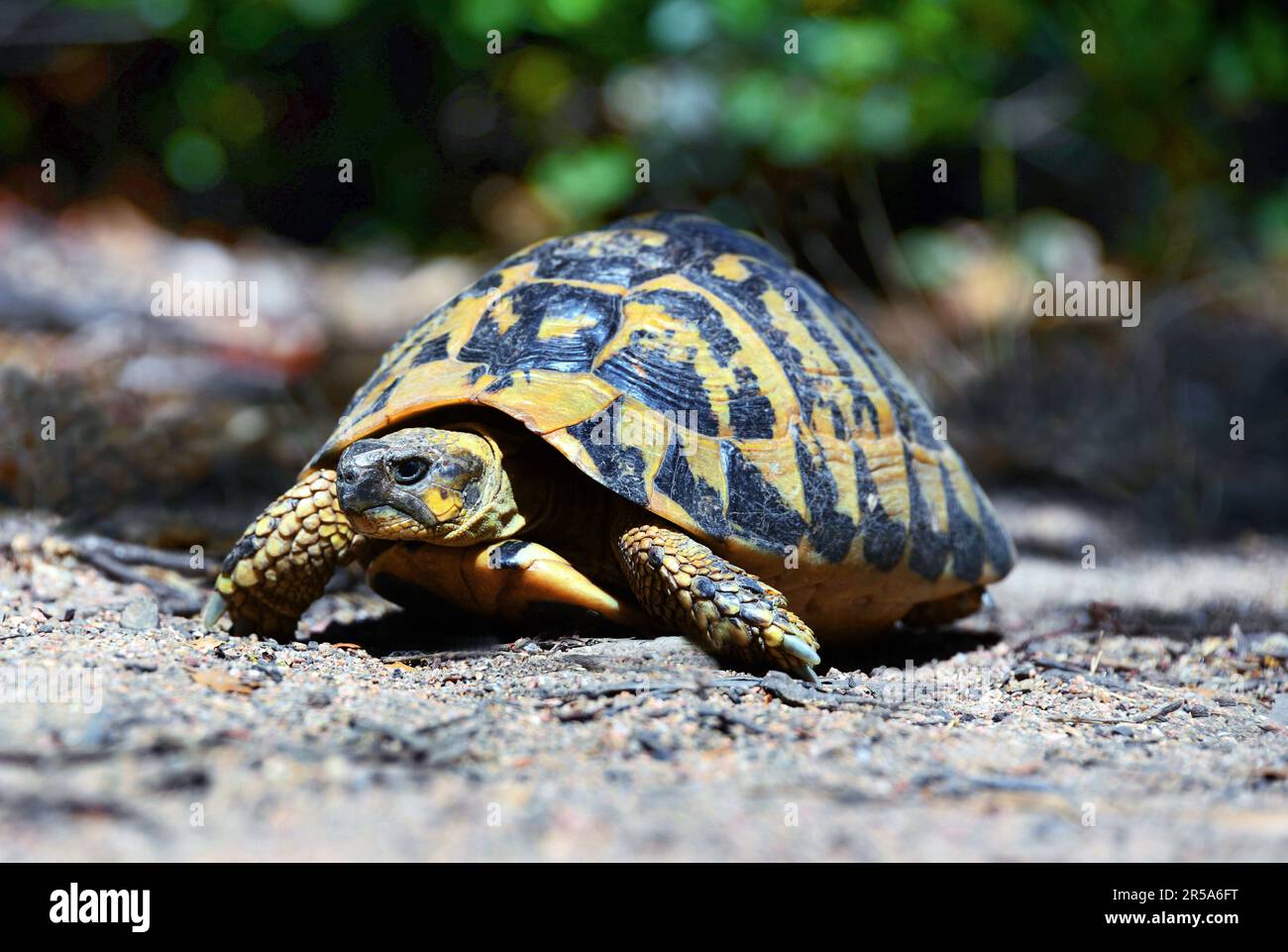 Crawling animals hi-res stock photography and images - Alamy