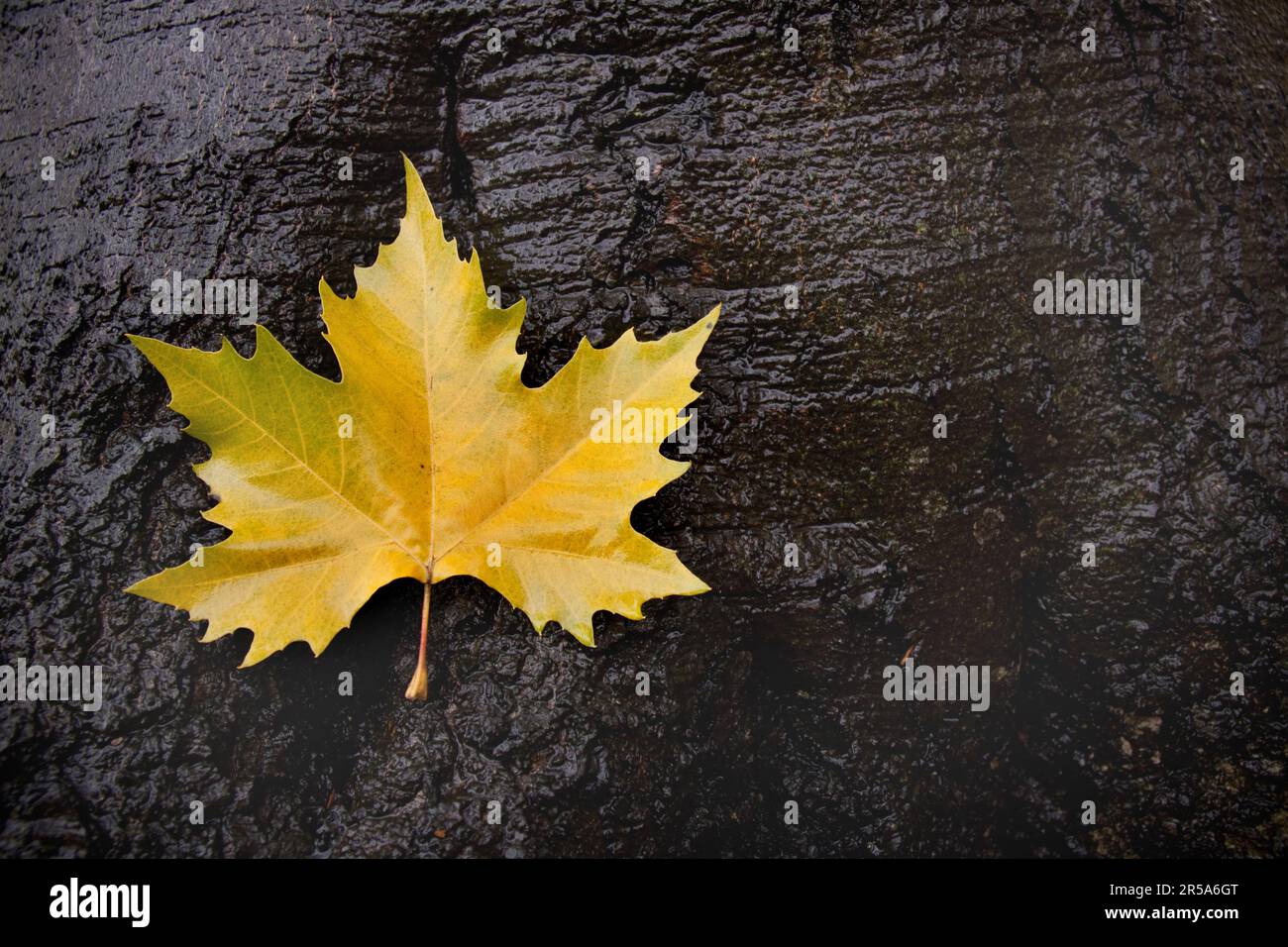 European plane, maple-leaved plane, London plane, London planetree ...