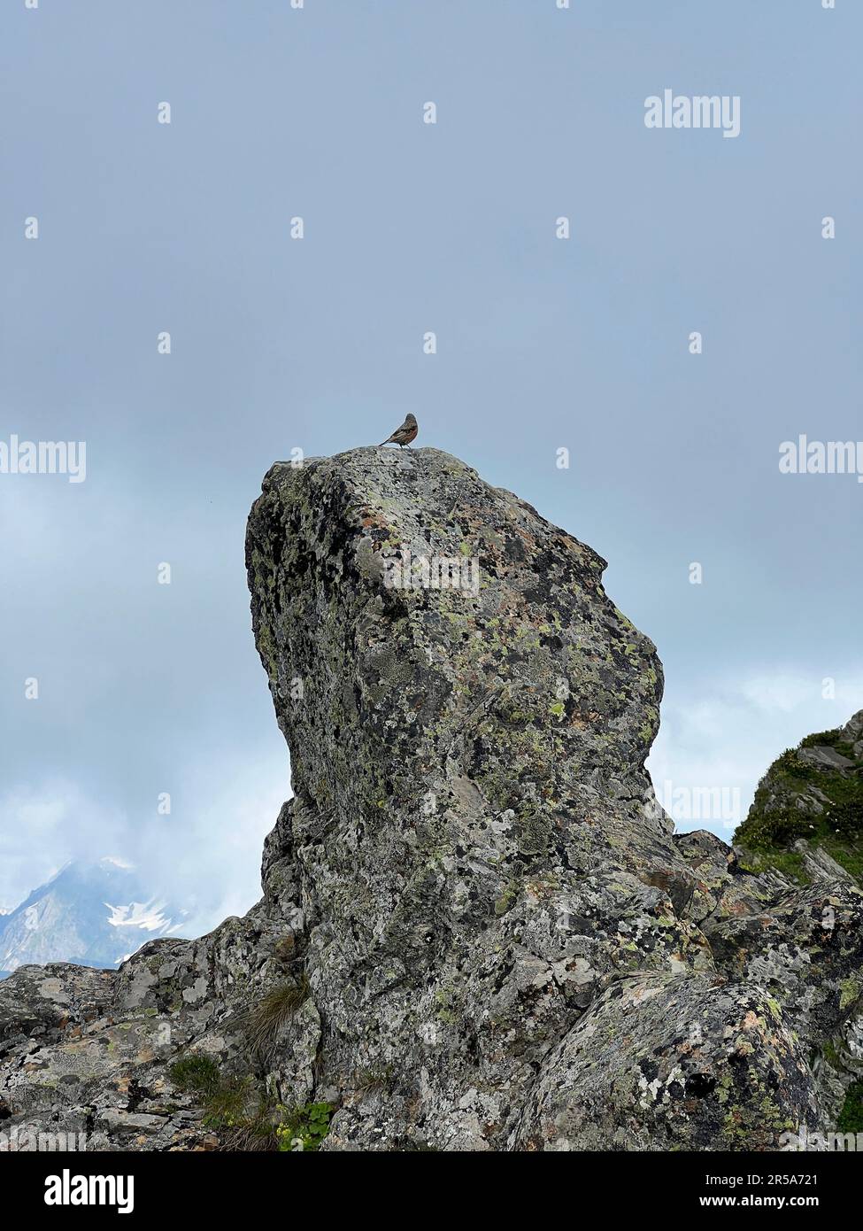 Solid bird shape hi-res stock photography and images - Alamy