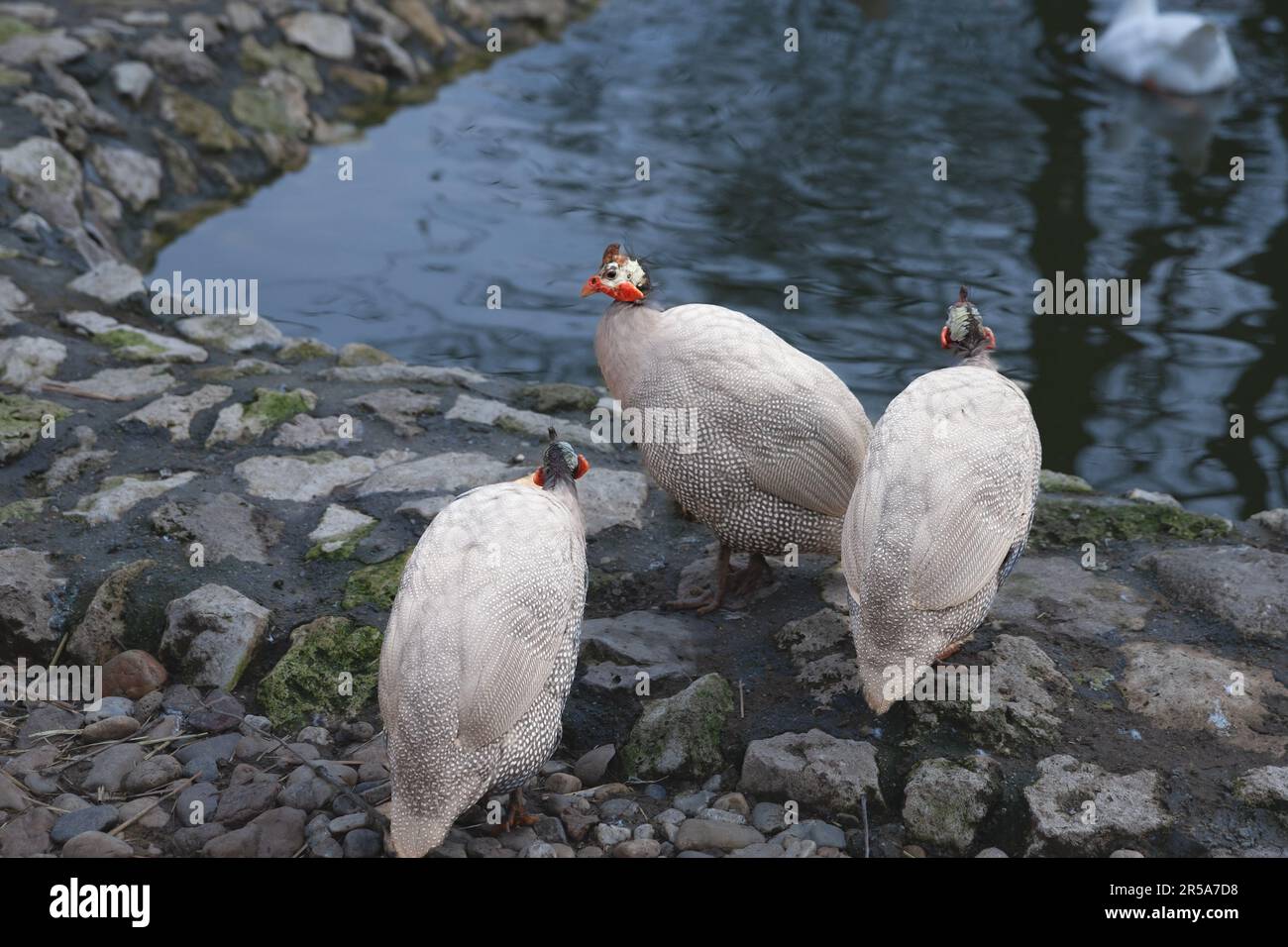 Picture of guineafowls standing in a farming yard. Guineafowl are birds ...