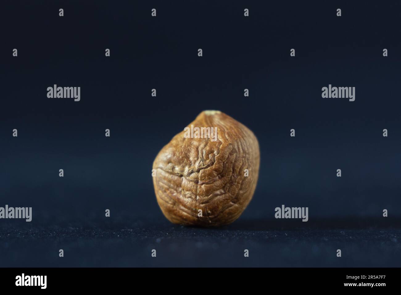 Picture of a peeled hazelnut on a black background. The hazelnut is the ...