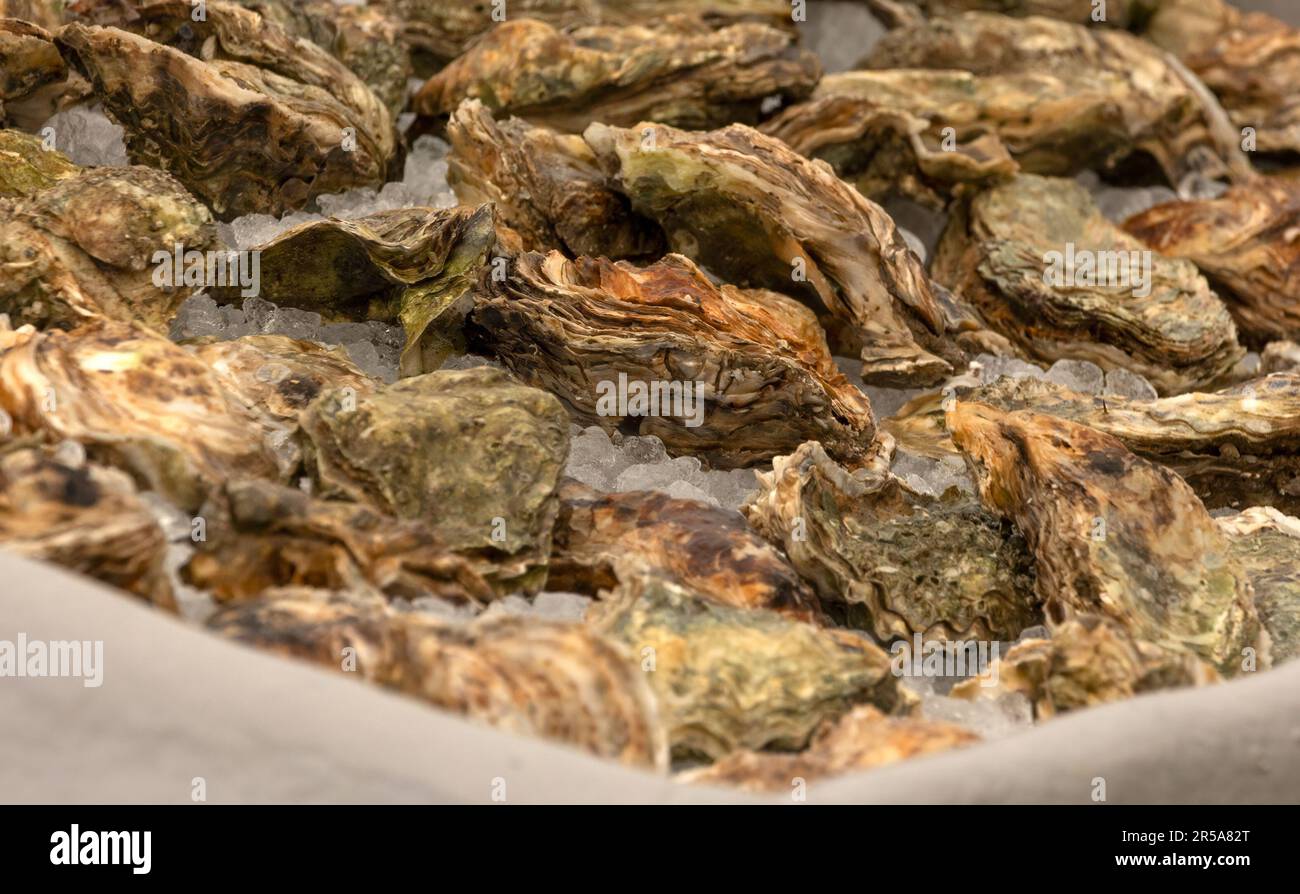 Closeup of Oysters in their shell at a food market Stock Photo - Alamy
