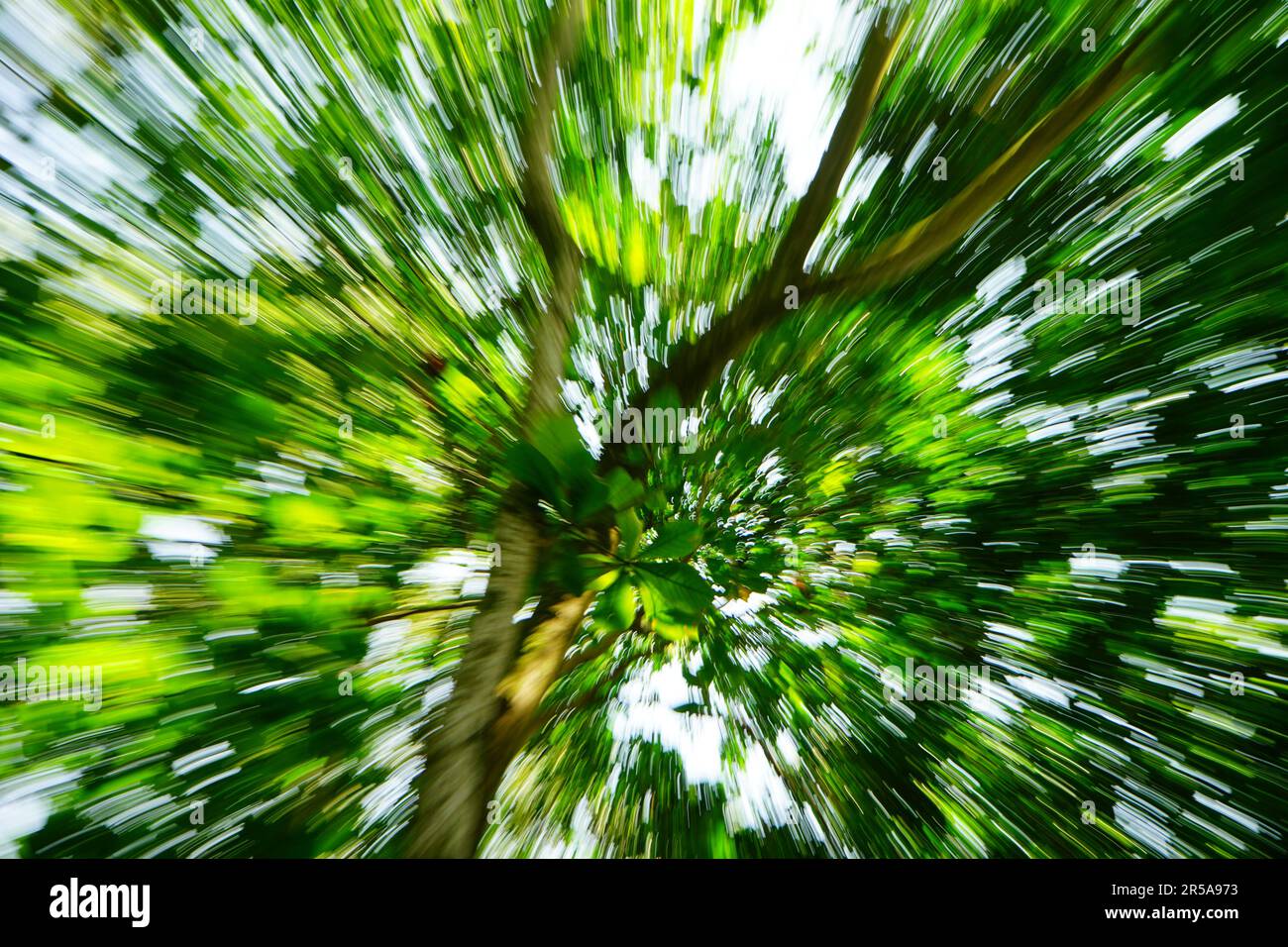 Long exposure jungle foliage Stock Photo - Alamy