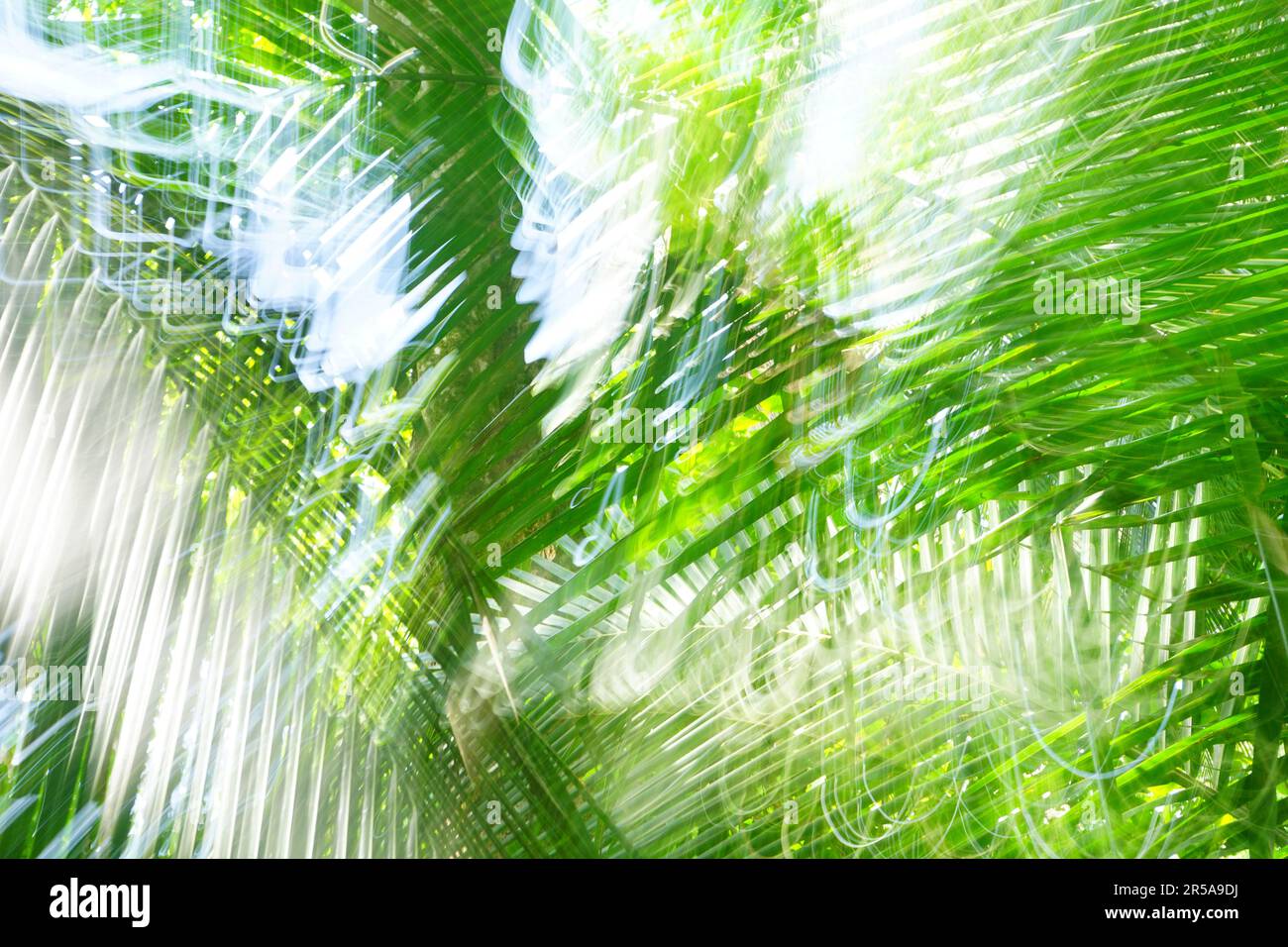 Long exposure jungle foliage Stock Photo - Alamy