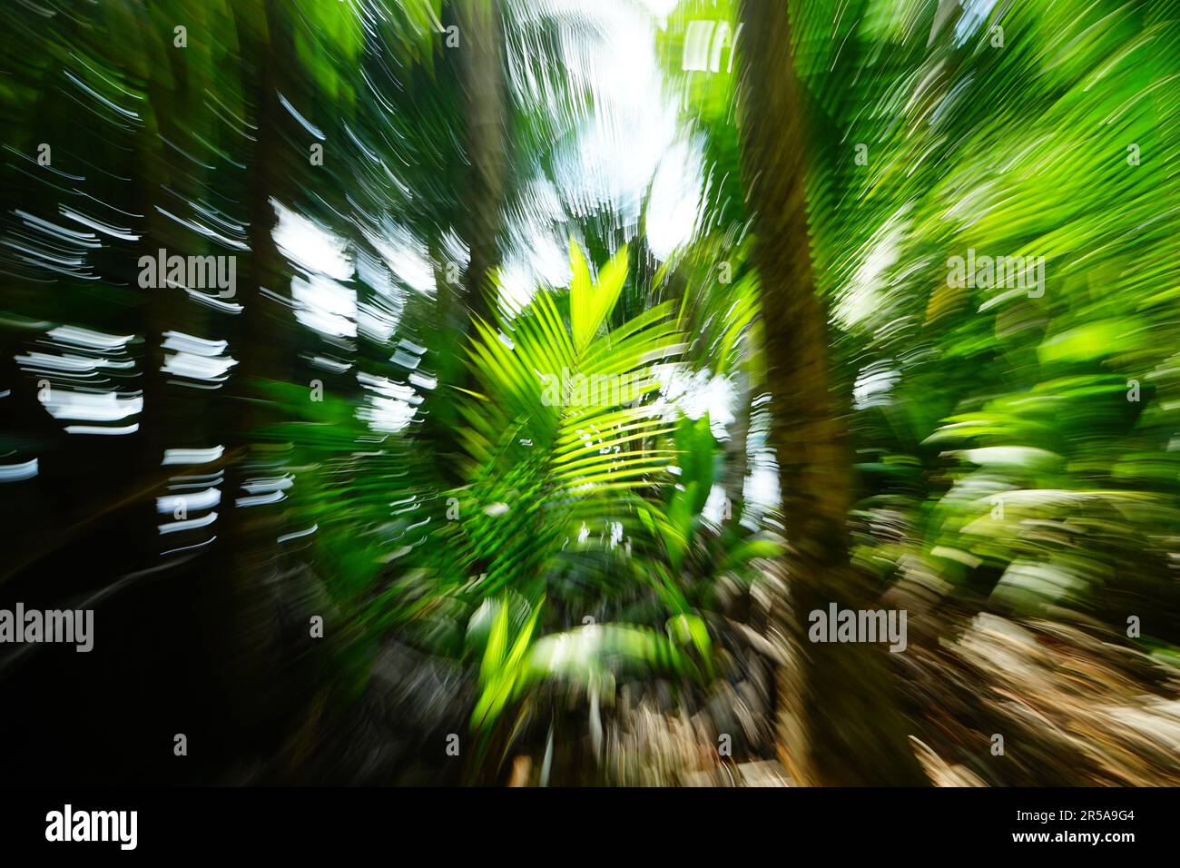 Long exposure jungle foliage Stock Photo - Alamy